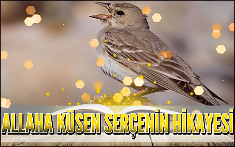 Allaha Küsen Serçenin Hikayesi | HikayelerOku | Hikayeler - Çocuk ...